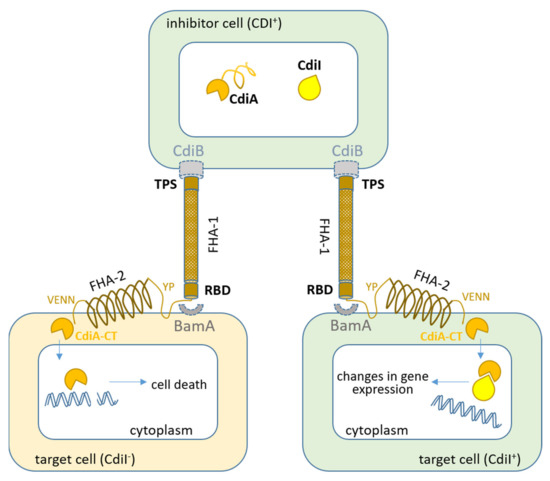 Contact-Dependent Growth Inhibition in Bacteria: Do Not Get Too Close!