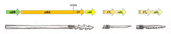 Contact-Dependent Growth Inhibition in Bacteria: Do Not Get Too Close!
