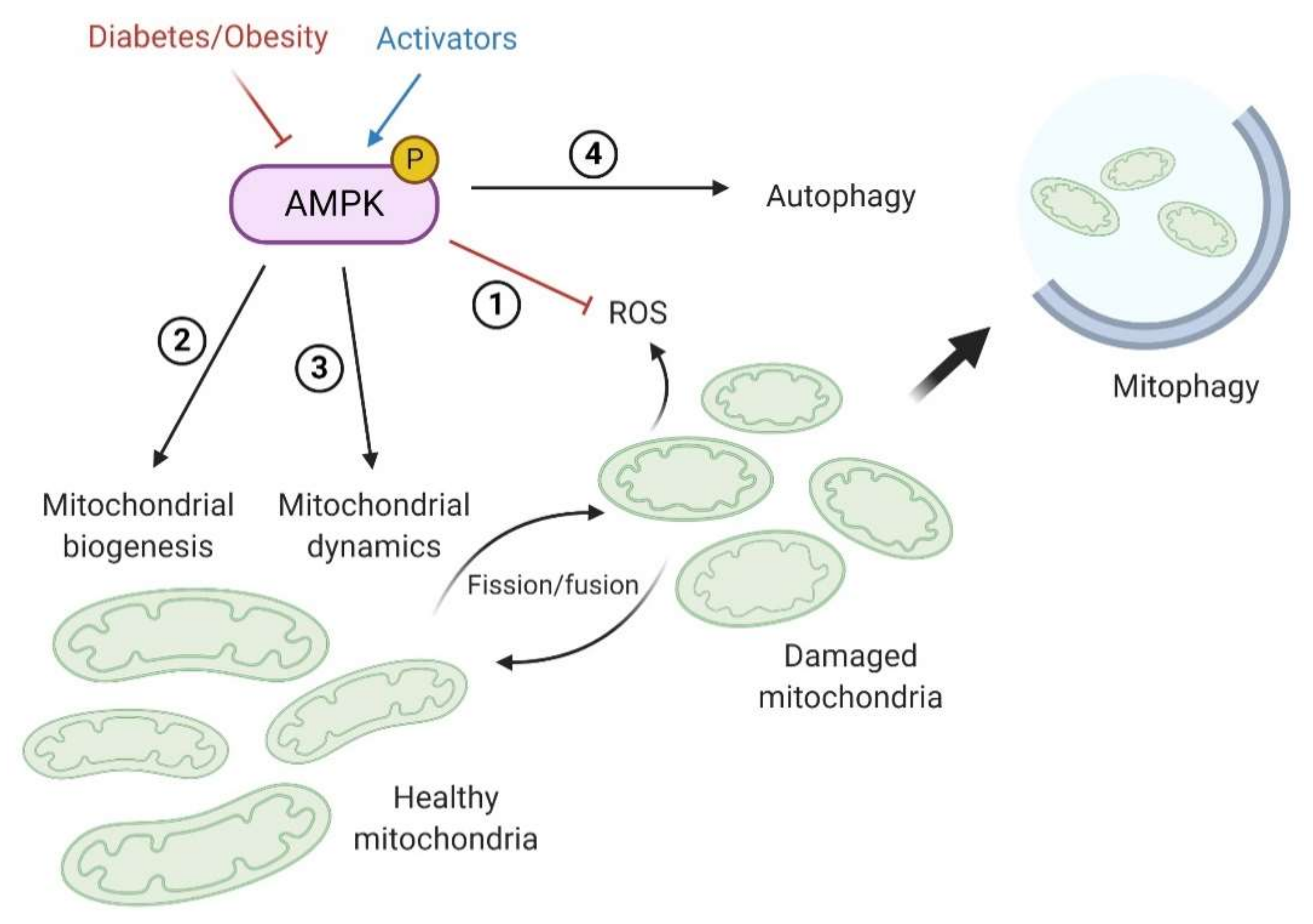 Critical Role for AMPK in Metabolic Disease-Induced Chronic Kidney Disease