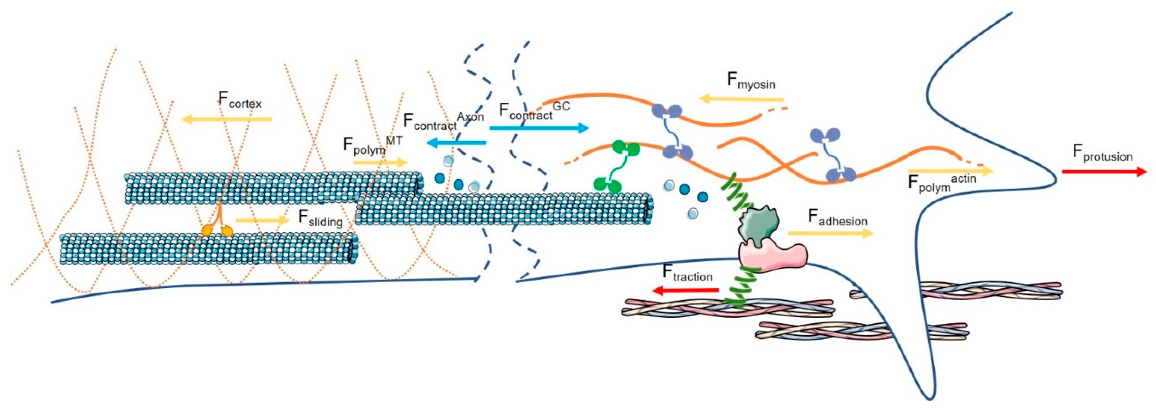 Manipulation of Axonal Outgrowth via Exogenous Low Forces