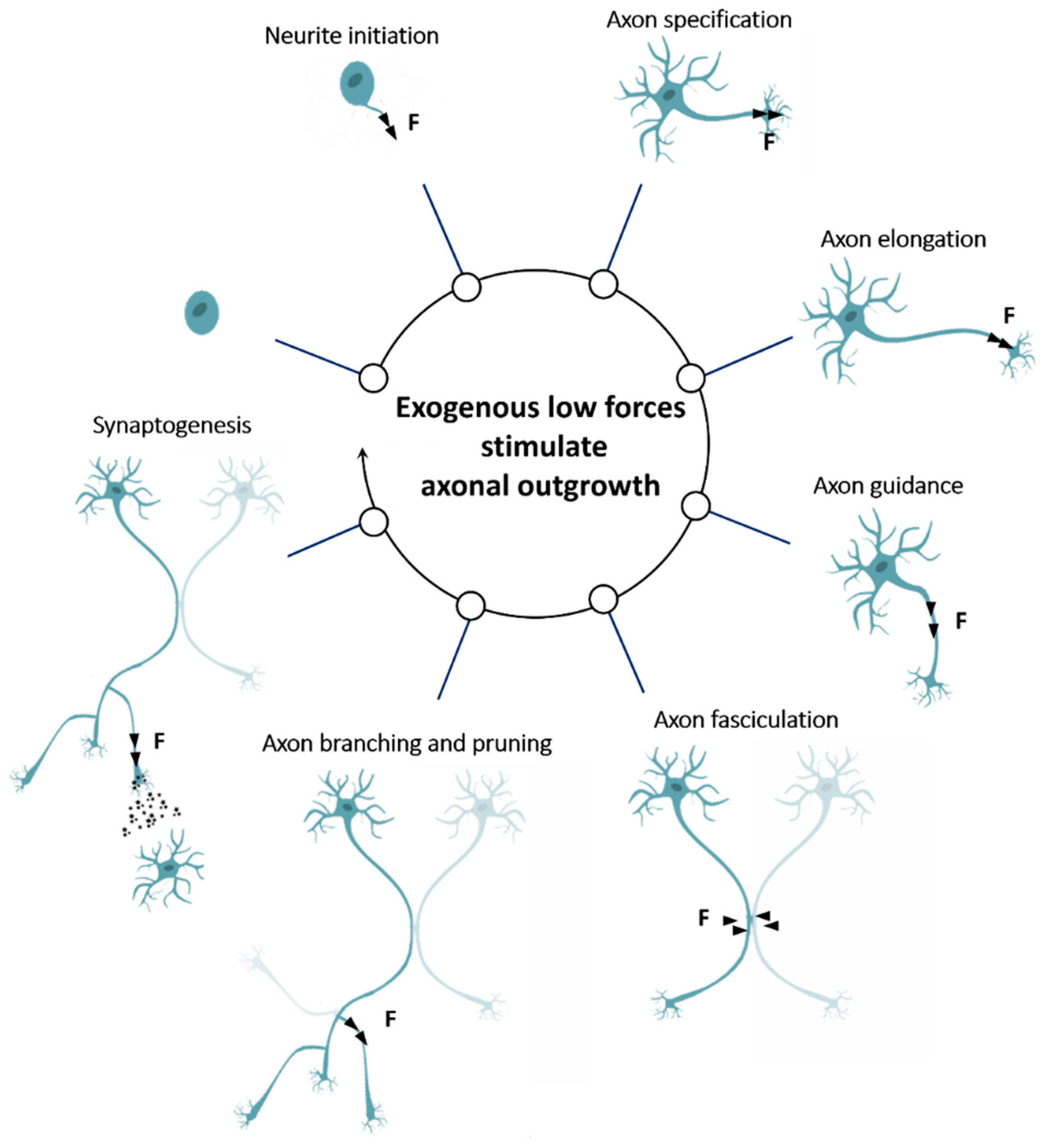 Manipulation of Axonal Outgrowth via Exogenous Low Forces