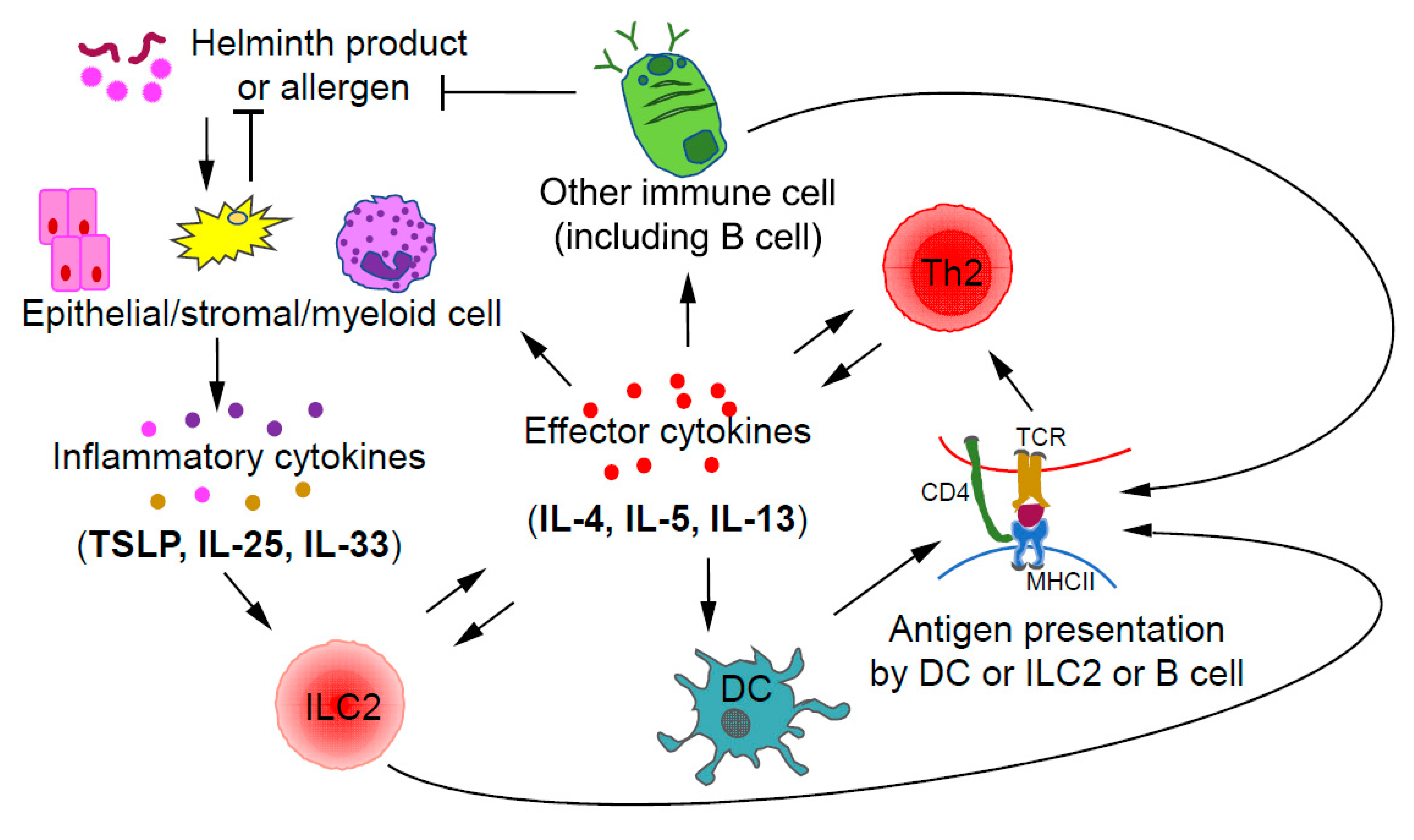 Ijms Free Full Text Cd4 T Helper Cell Subsets And Related Human