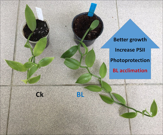 IJMS | Special Issue : Mechanisms of Light Stress and Light-Related ...