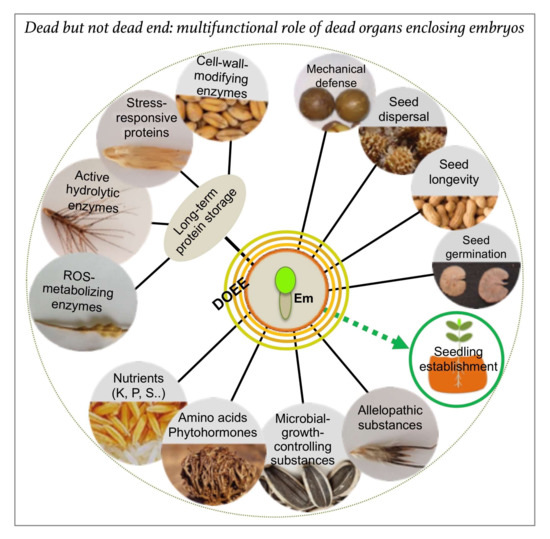 Dead but Not Dead End: Multifunctional Role of Dead Organs Enclosing ...