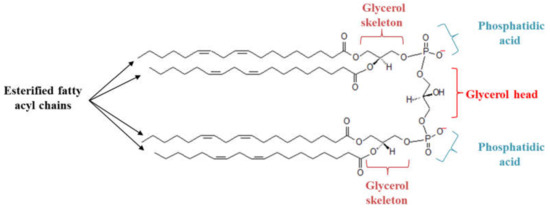 Cardiolipin, the Mitochondrial Signature Lipid: Implication in Cancer