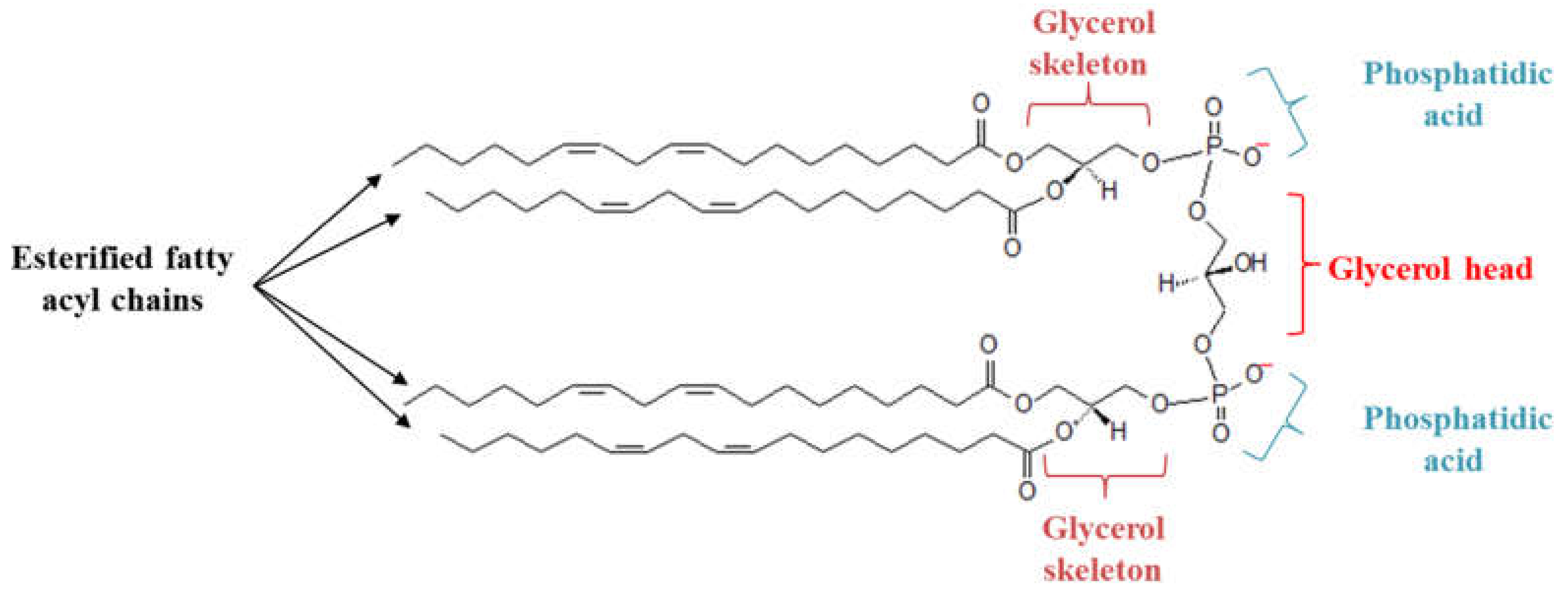 Cardiolipin, the Mitochondrial Signature Lipid: Implication in Cancer