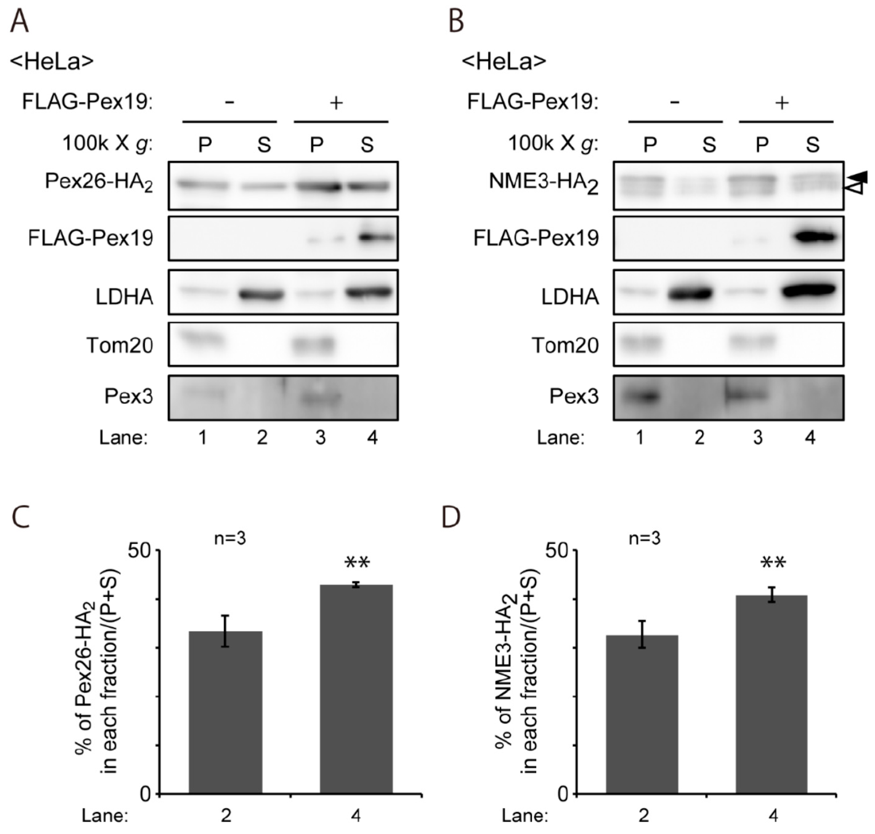 Mammalian Homologue NME3 of DYNAMO1 Regulates Peroxisome Division