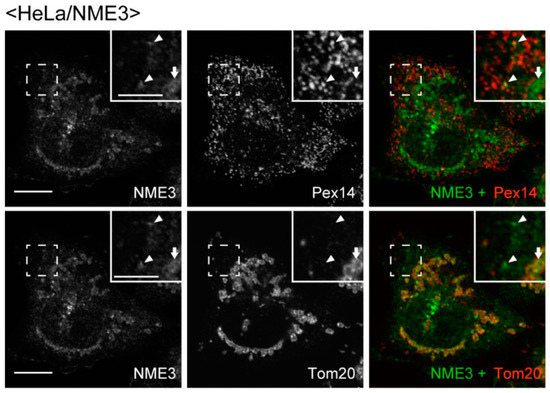 Mammalian Homologue NME3 of DYNAMO1 Regulates Peroxisome Division