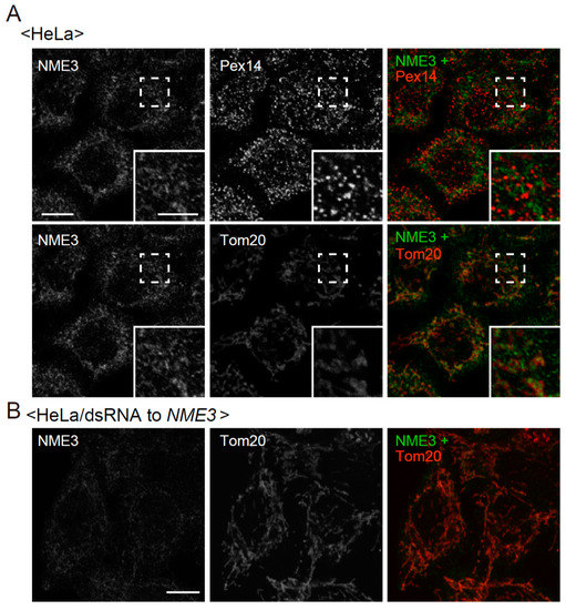 Mammalian Homologue NME3 of DYNAMO1 Regulates Peroxisome Division