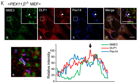 Mammalian Homologue NME3 of DYNAMO1 Regulates Peroxisome Division
