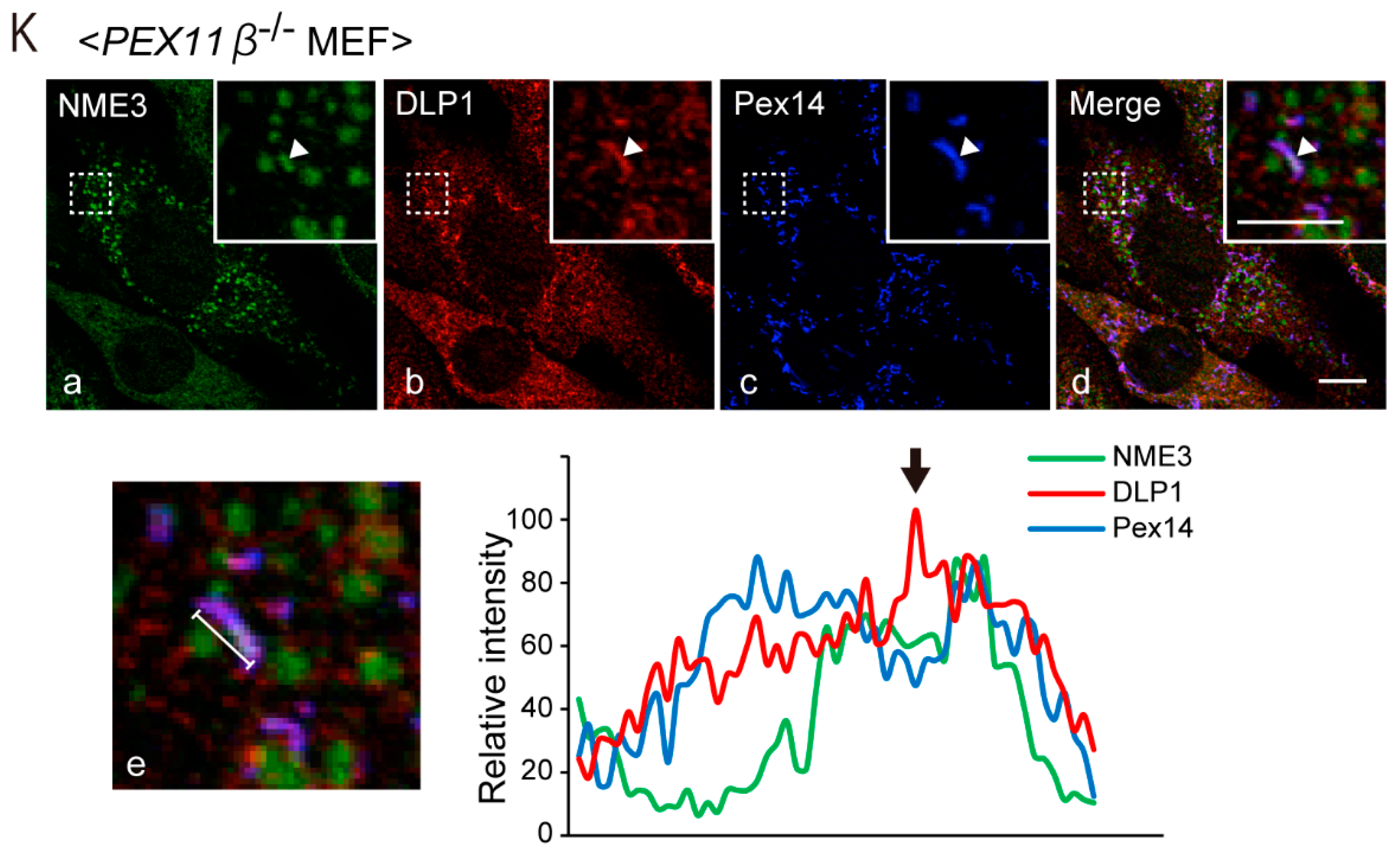 Mammalian Homologue NME3 of DYNAMO1 Regulates Peroxisome Division