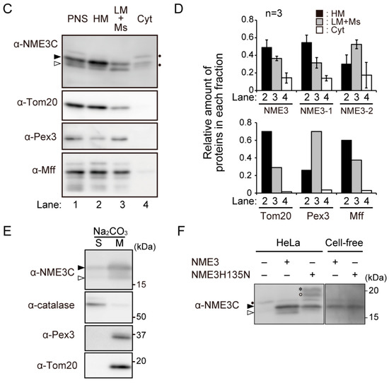 Mammalian Homologue NME3 of DYNAMO1 Regulates Peroxisome Division