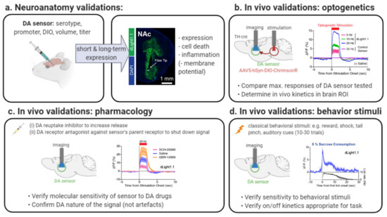 GPCR-Based Dopamine Sensors—A Detailed Guide to Inform Sensor Choice ...