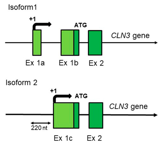 Current Insights in Elucidation of Possible Molecular Mechanisms of the ...