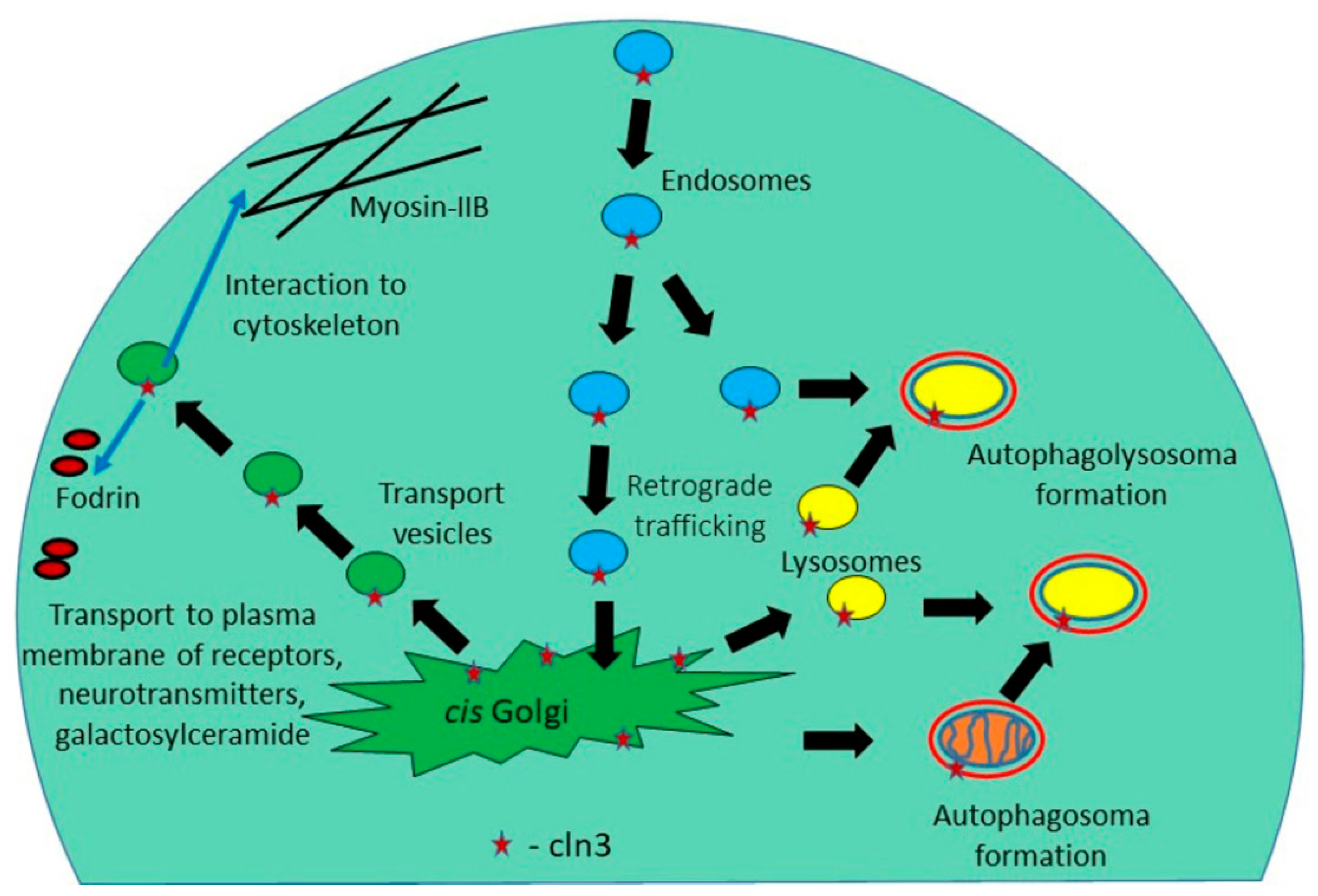 Ijms Free Full Text Current Insights In Elucidation Of Possible