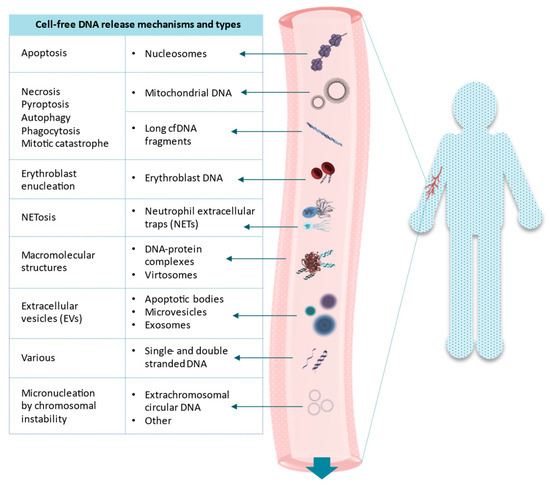 Putative Origins of Cell-Free DNA in Humans: A Review of Active and ...