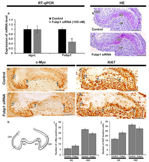 Developmental Roles of FUSE Binding Protein 1 (Fubp1) in Tooth Morphogenesis