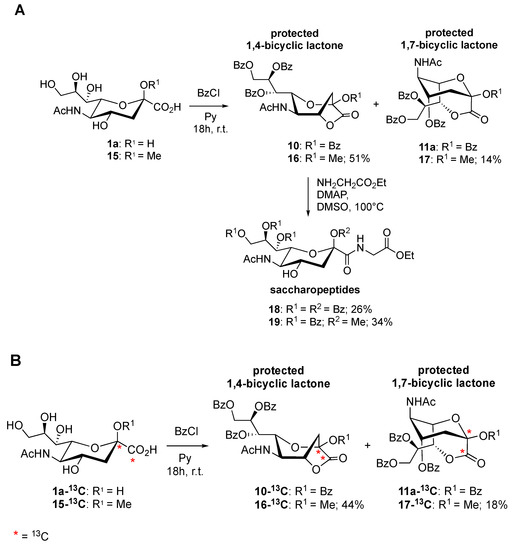 Intramolecular Lactones of Sialic Acids