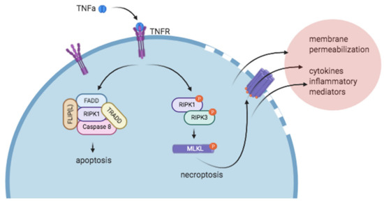 The Role of RIPK1 and RIPK3 in Cardiovascular Disease