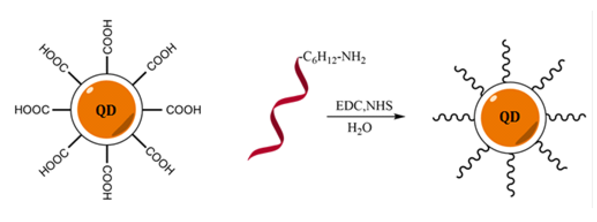 Light-Induced Oxidase Activity of DNAzyme-Modified Quantum Dots