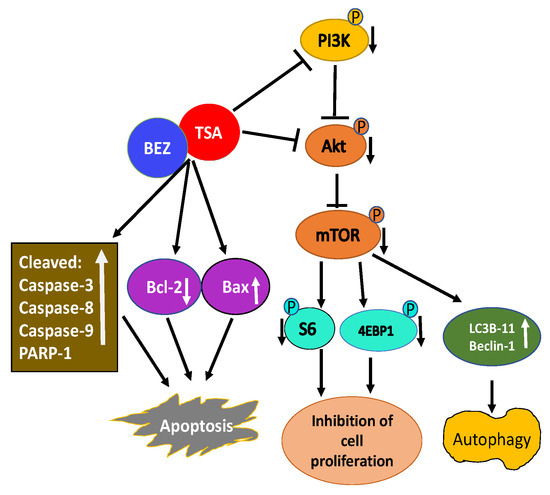 Histone Deacetylase Inhibitors as Multitarget-Directed Epi-Drugs in ...