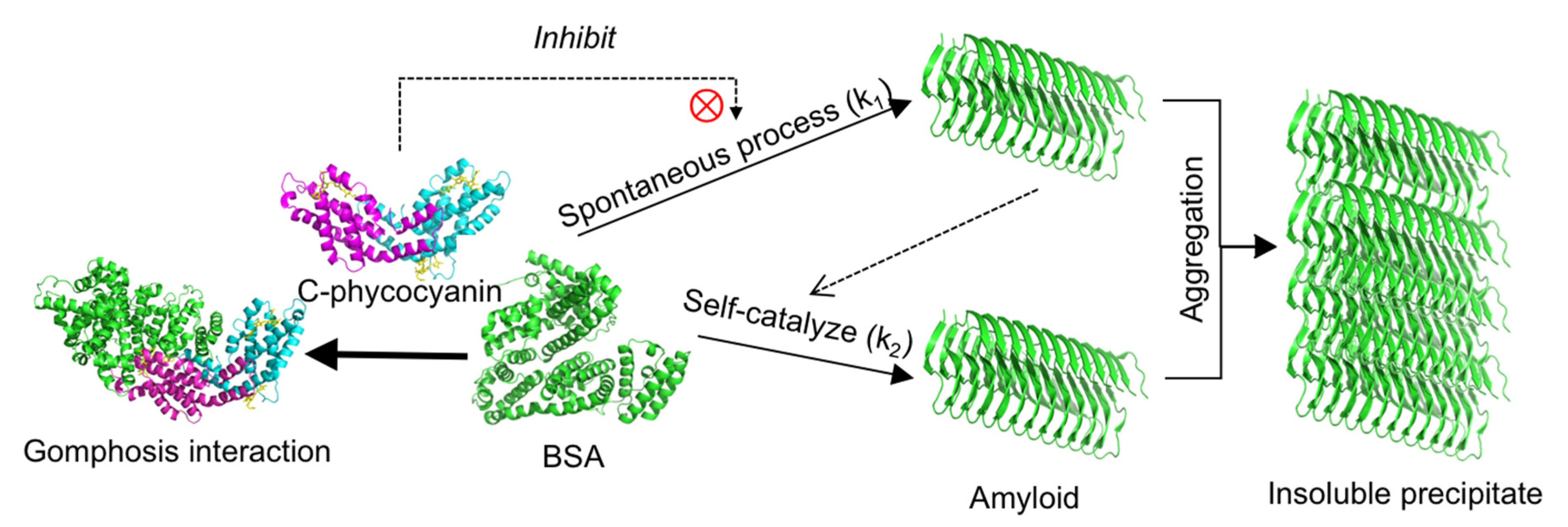 Molecular Interaction of Protein-Pigment C-Phycocyanin with Bovine ...