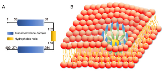 IJMS | Free Full-Text | SEIPIN: A Key Factor for Nuclear Lipid Droplet ...