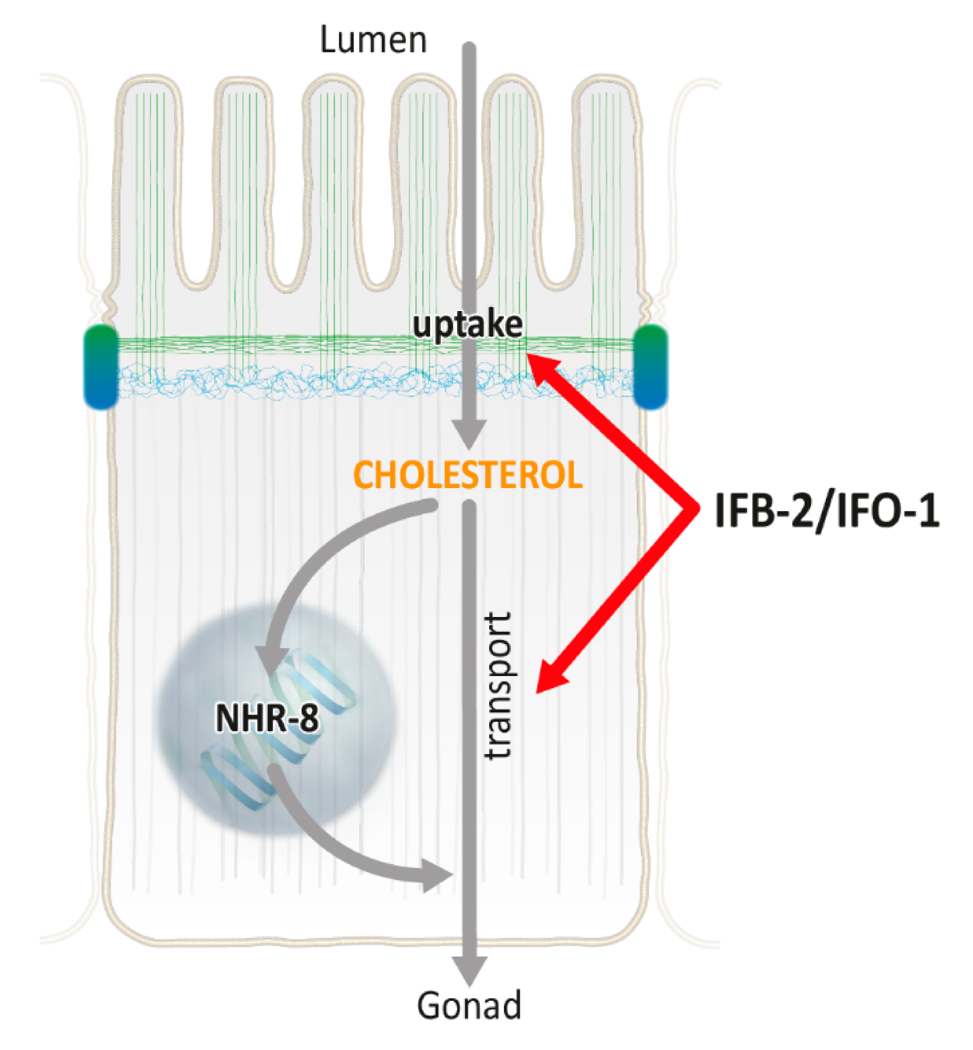 Identification of a Novel Link between the Intermediate Filament ...