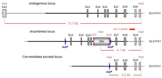 IJMS | Free Full-Text | Dietary Mg2+ Intake and the Na+/Mg2+ Exchanger ...
