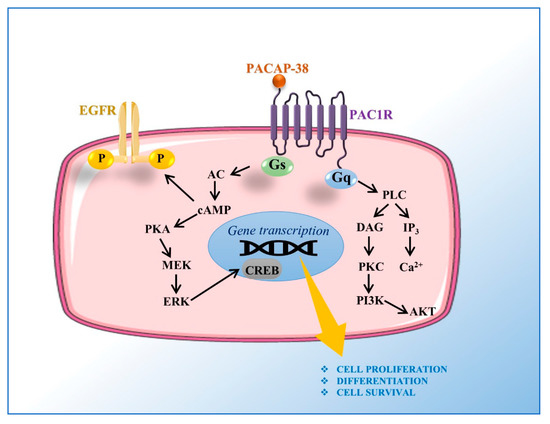 Effects of PACAP on Schwann Cells: Focus on Nerve Injury