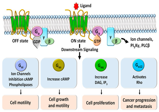 G Protein Coupled Receptors Encyclopedia Mdpi