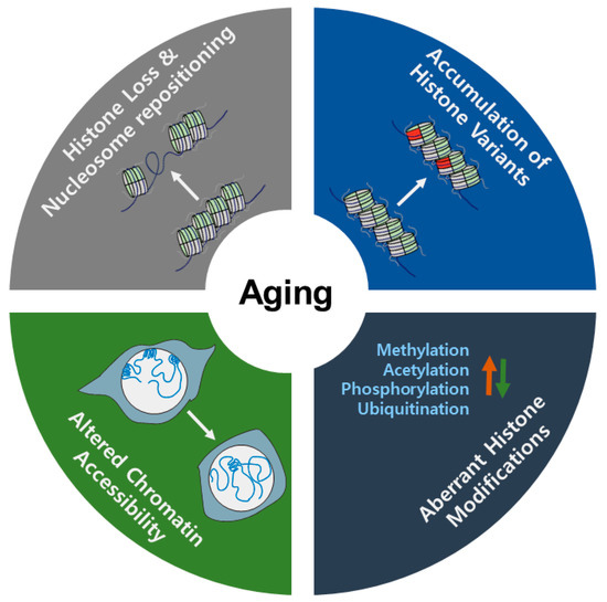New Insights into the Role of Histone Changes in Aging