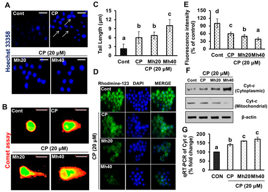 Morin Hydrate Sensitizes Hepatoma Cells and Xenograft Tumor towards ...