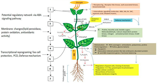 Seed Priming: A Feasible Strategy to Enhance Drought Tolerance in Crop Plants