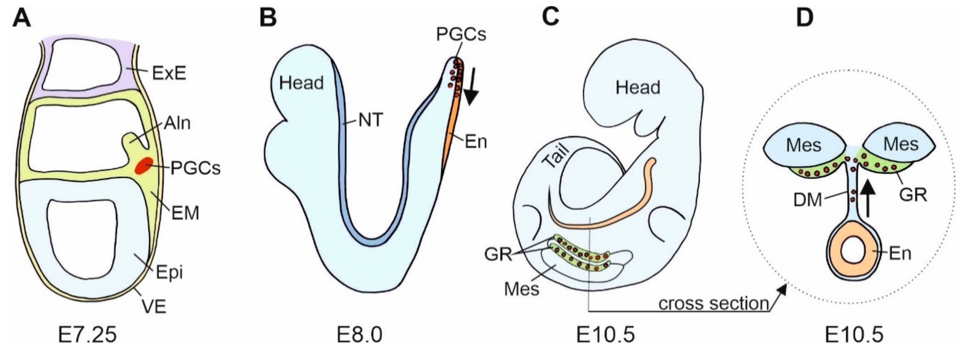 The Central Role of Cadherins in Gonad Development, Reproduction, and ...