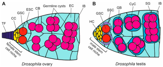 The Central Role of Cadherins in Gonad Development, Reproduction, and ...