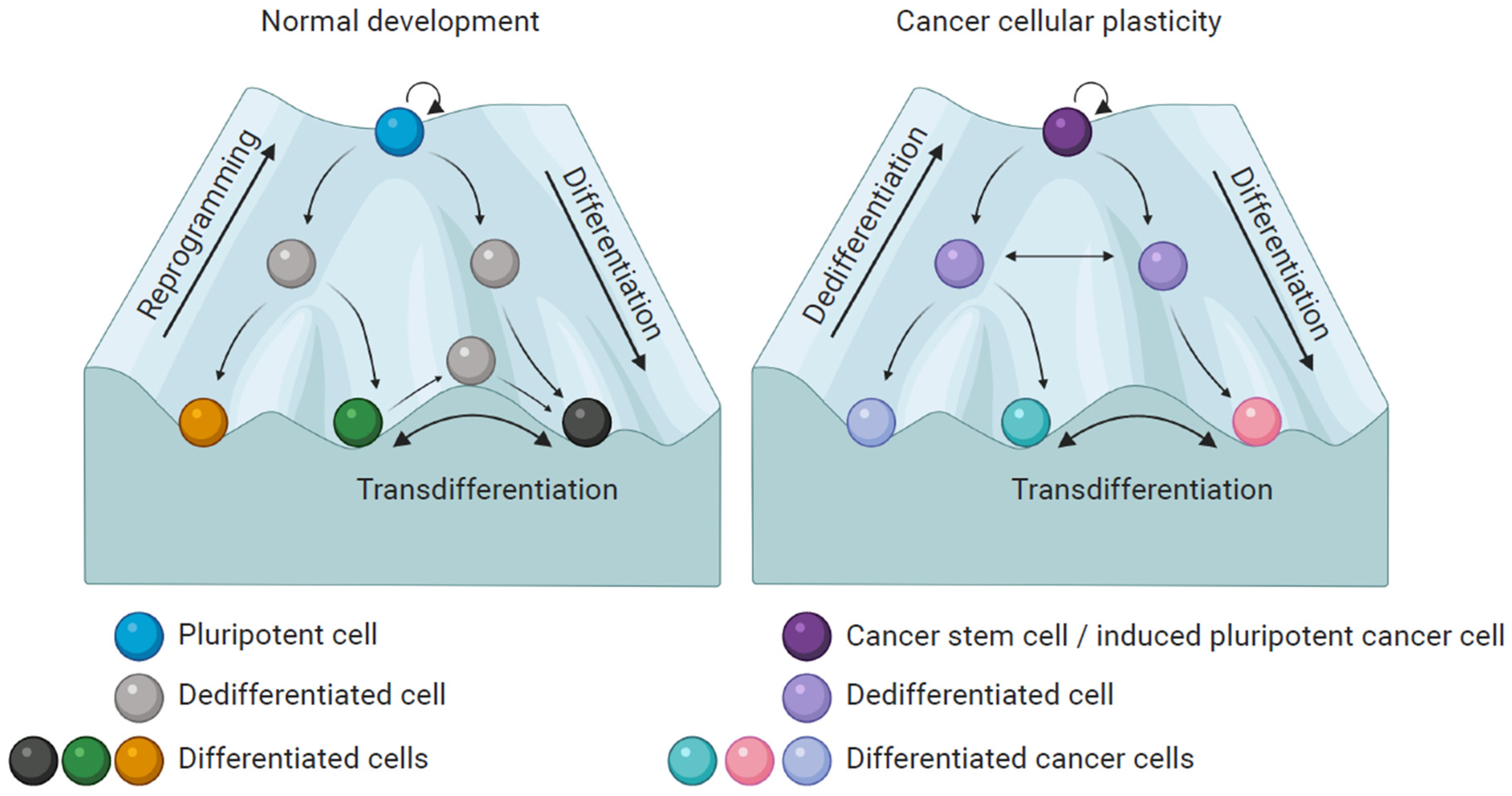 Cellular Reprogramming—A Model for Melanoma Cellular Plasticity