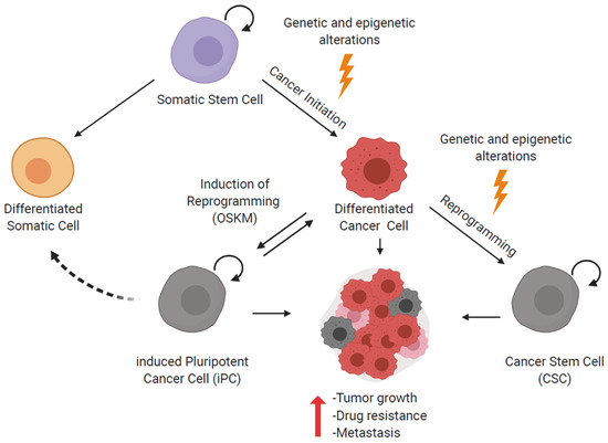 Cellular Reprogramming—A Model for Melanoma Cellular Plasticity