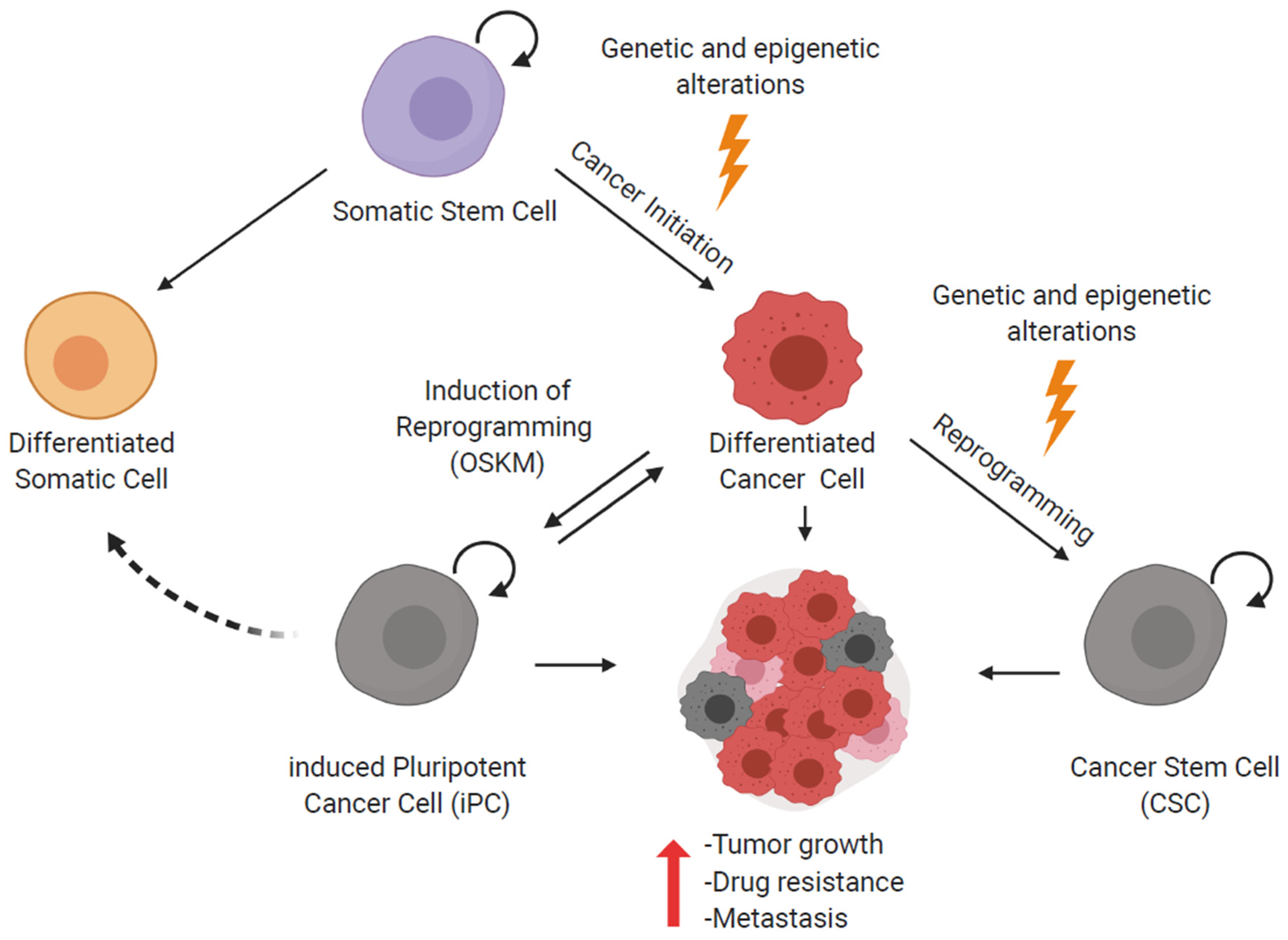 Cellular Reprogramming—A Model for Melanoma Cellular Plasticity