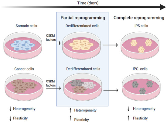 Cellular Reprogramming—A Model for Melanoma Cellular Plasticity