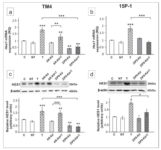 IJMS | Free Full-Text | Crosstalk between Androgen-ZIP9 Signaling and ...