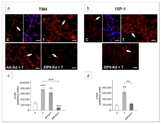 IJMS | Free Full-Text | Crosstalk between Androgen-ZIP9 Signaling and ...