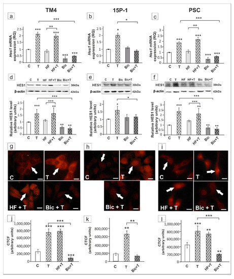 IJMS | Free Full-Text | Crosstalk between Androgen-ZIP9 Signaling and ...