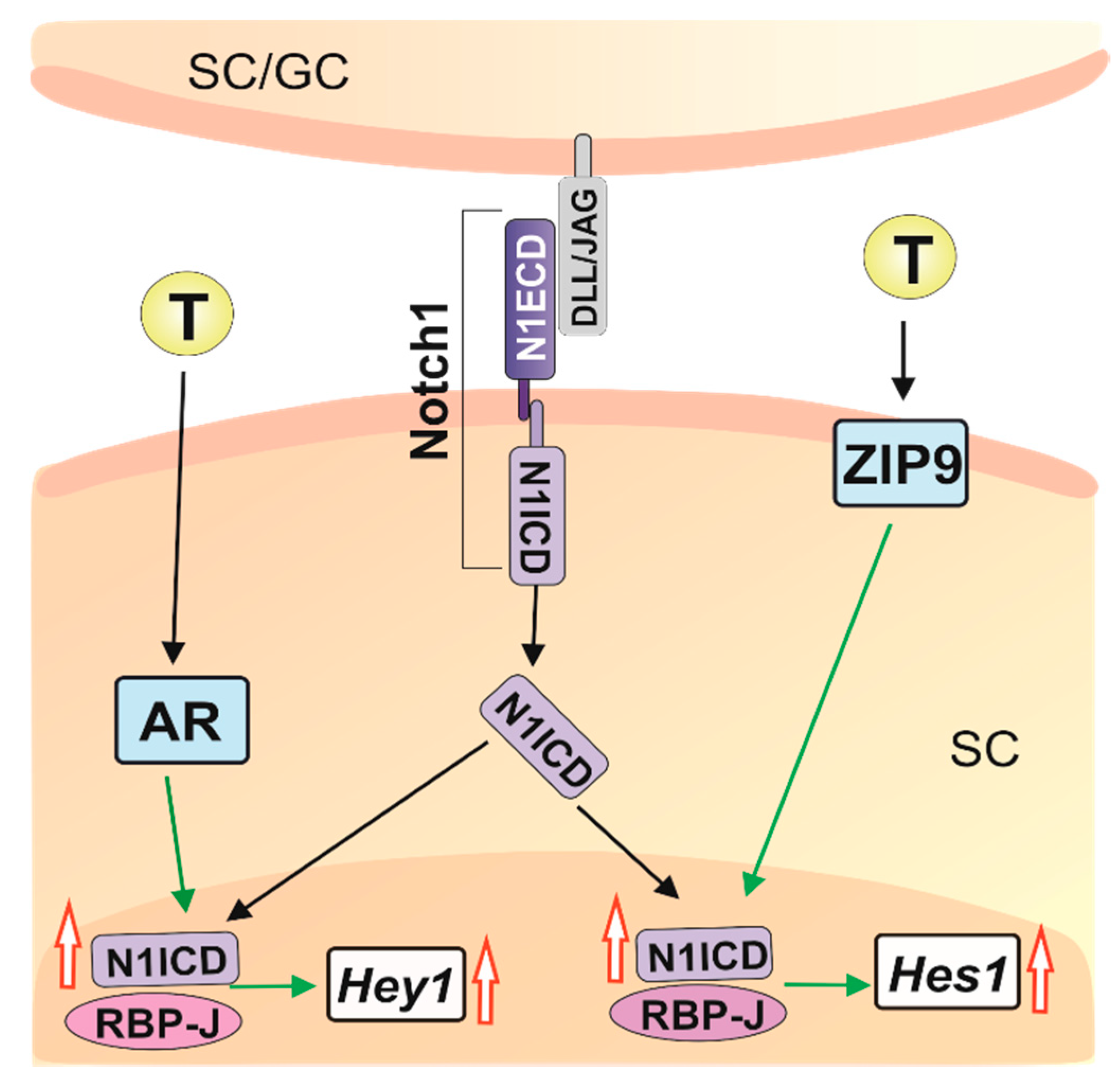 IJMS | Free Full-Text | Crosstalk between Androgen-ZIP9 Signaling and ...