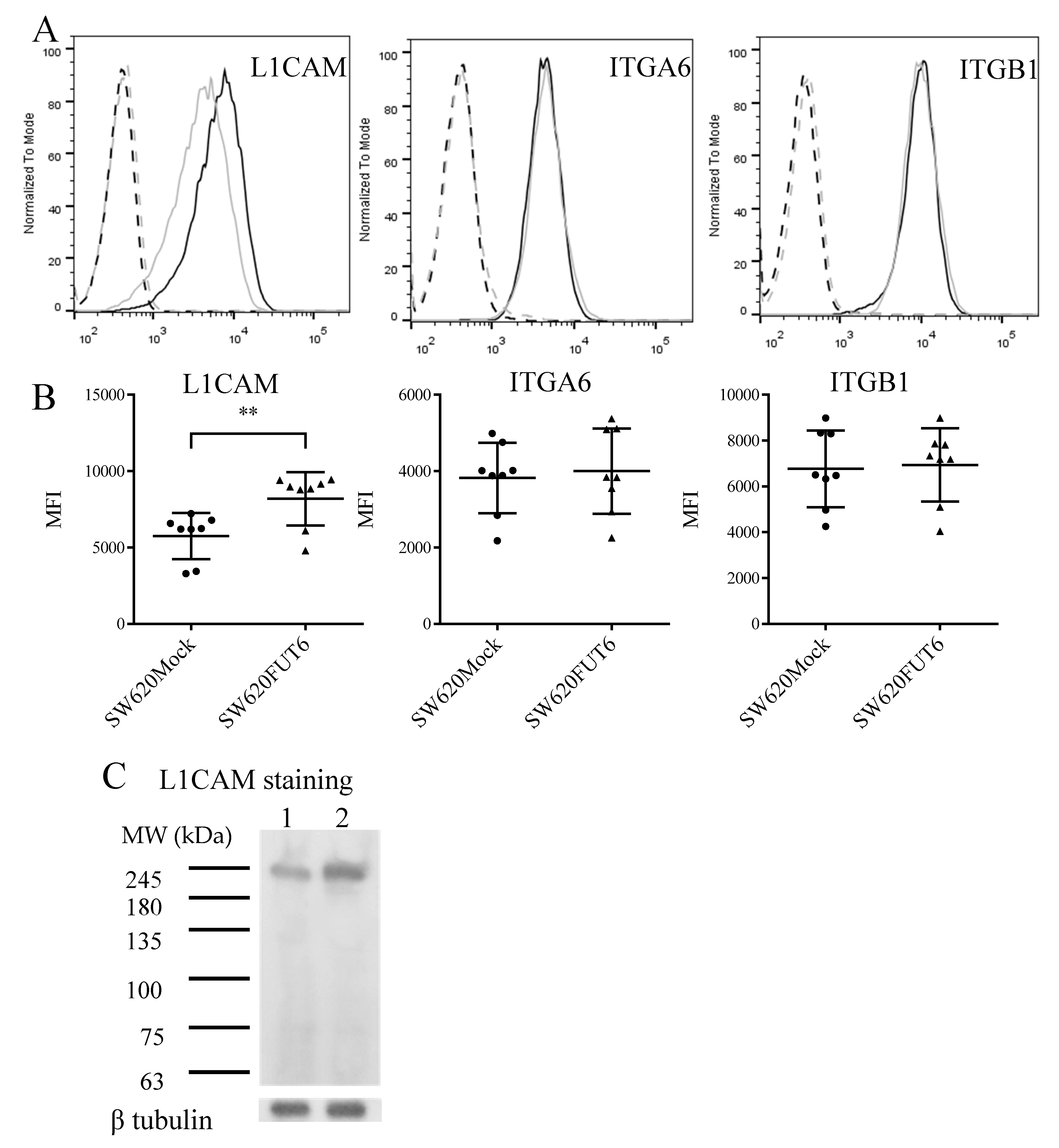 L1CAM as an E-selectin Ligand in Colon Cancer