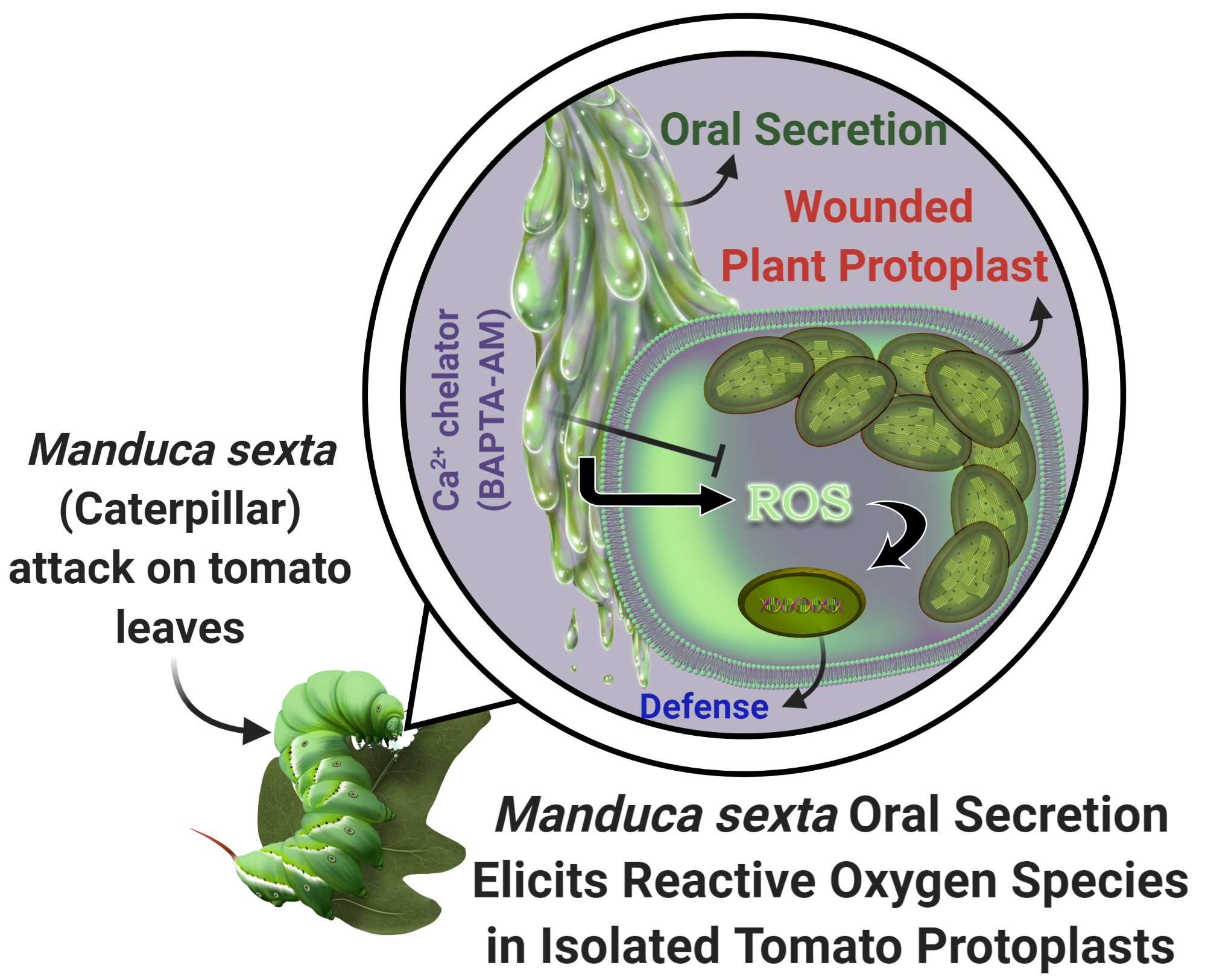 IJMS | Free Full-Text | Tobacco Hornworm (Manduca sexta) Oral Secretion ...