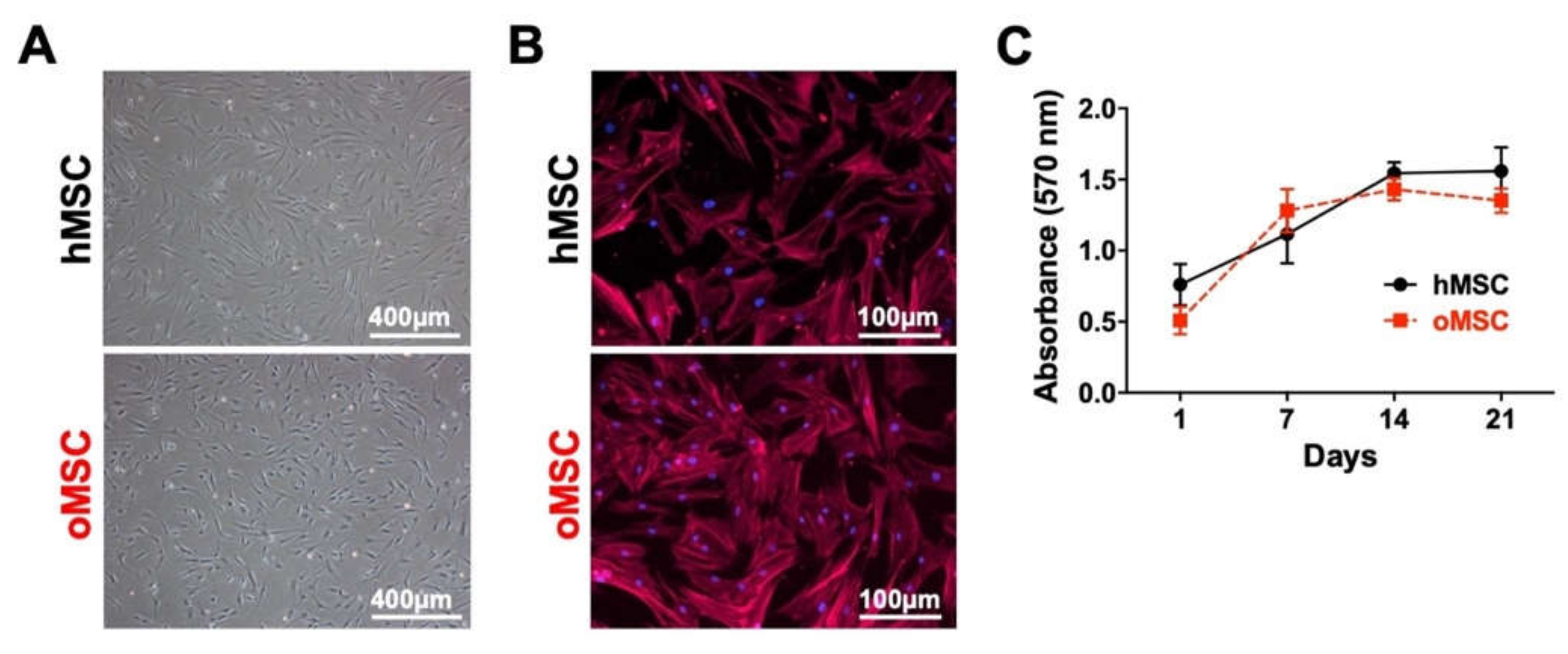 IJMS | Free Full-Text | Vertebral Bone Marrow-Derived Mesenchymal ...