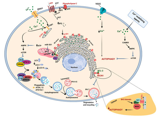 Various Aspects of Calcium Signaling in the Regulation of Apoptosis ...