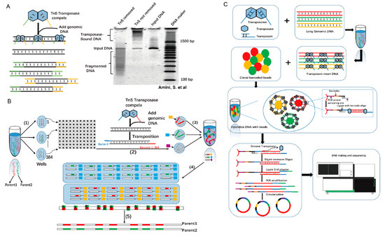 Tn5 Transposase Applied in Genomics Research