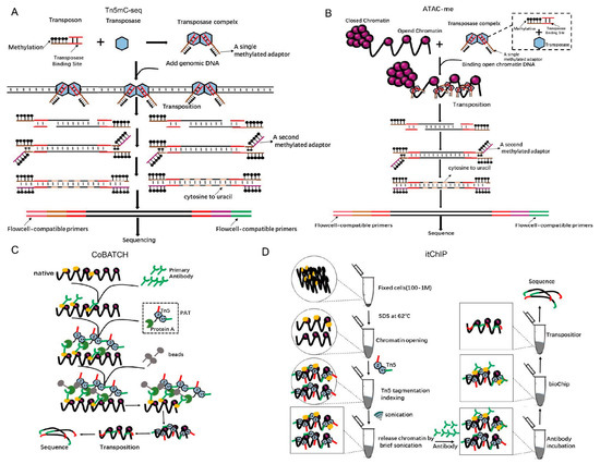 Tn5 Transposase Applied in Genomics Research